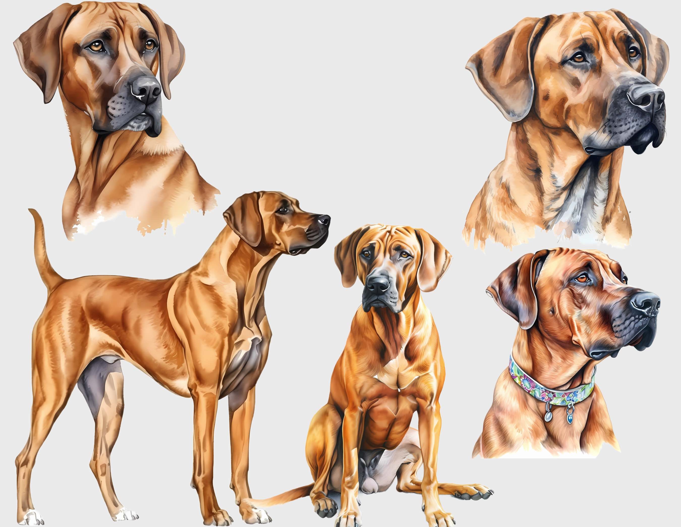 Rhodesian Ridgeback Dog Watercolor Digital Downloads 10 - Etsy