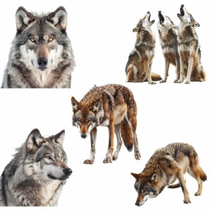 Wolf Overlay Wolves Realistic Digital Downloads Wolf Clipart Woodland ...