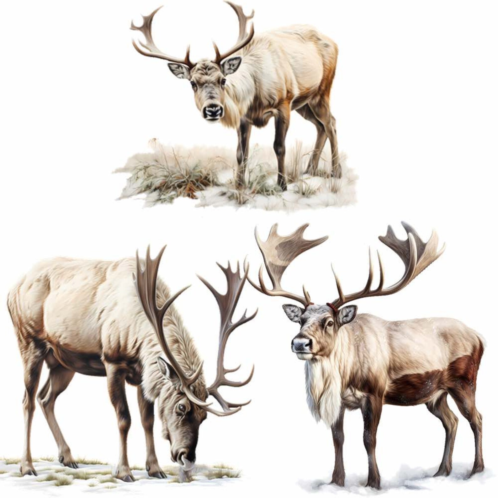 Reindeer Caribou Watercolor Clipart Digital Downloads, 18 Overlay ...