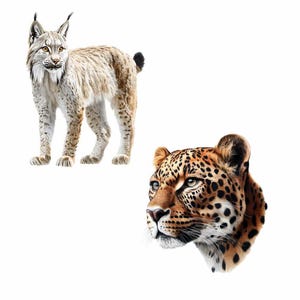 Big Cats Clipart Digital Downloads Watercolor Wild Animal Wildlife ...