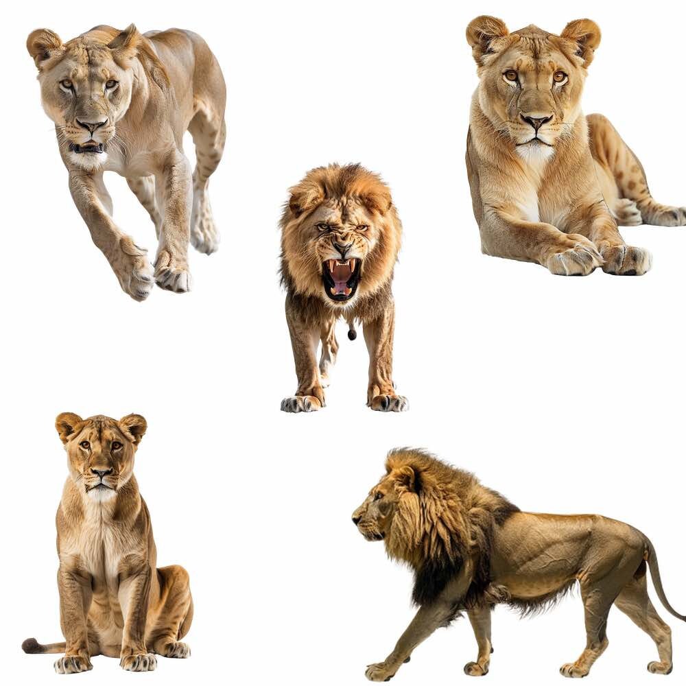 Lion Overlay Digital Downloads Photography PNG Real Wildlife Safari ...