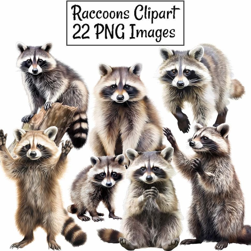 Raccoon Clipart - Etsy
