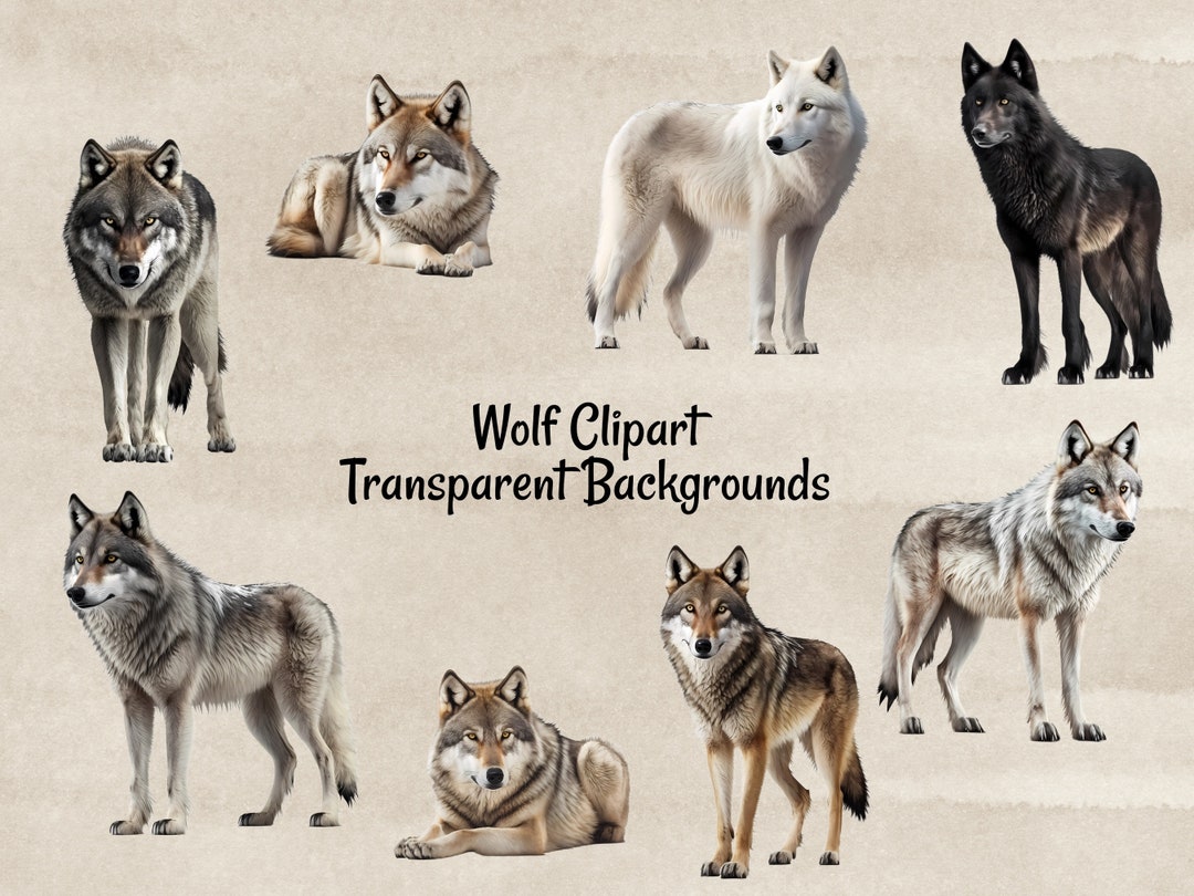 Wolf Overlay Wolves Realistic Digital Downloads 8 Wolf - Etsy