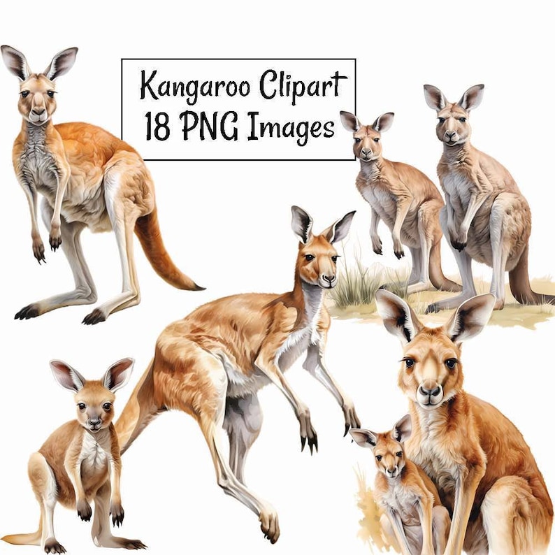 Kangaroo Australian Wildlife Watercolor Clipart Digital Downloads, 20 ...