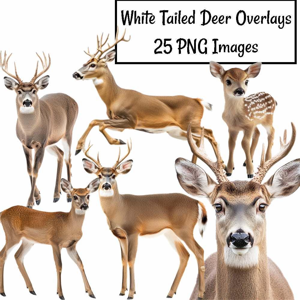 White Tailed Deer Overlay, 25 Realistic Buck Doe Fawn Antlers Woodland ...