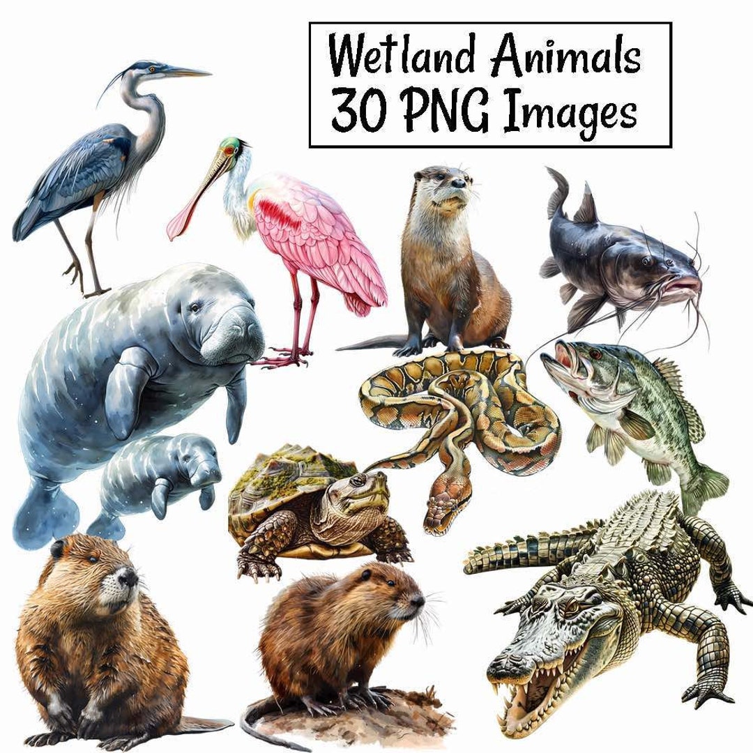 Wetlands Animal Clipart,30 Swamp Bog Wildlife Watercolor Digital ...