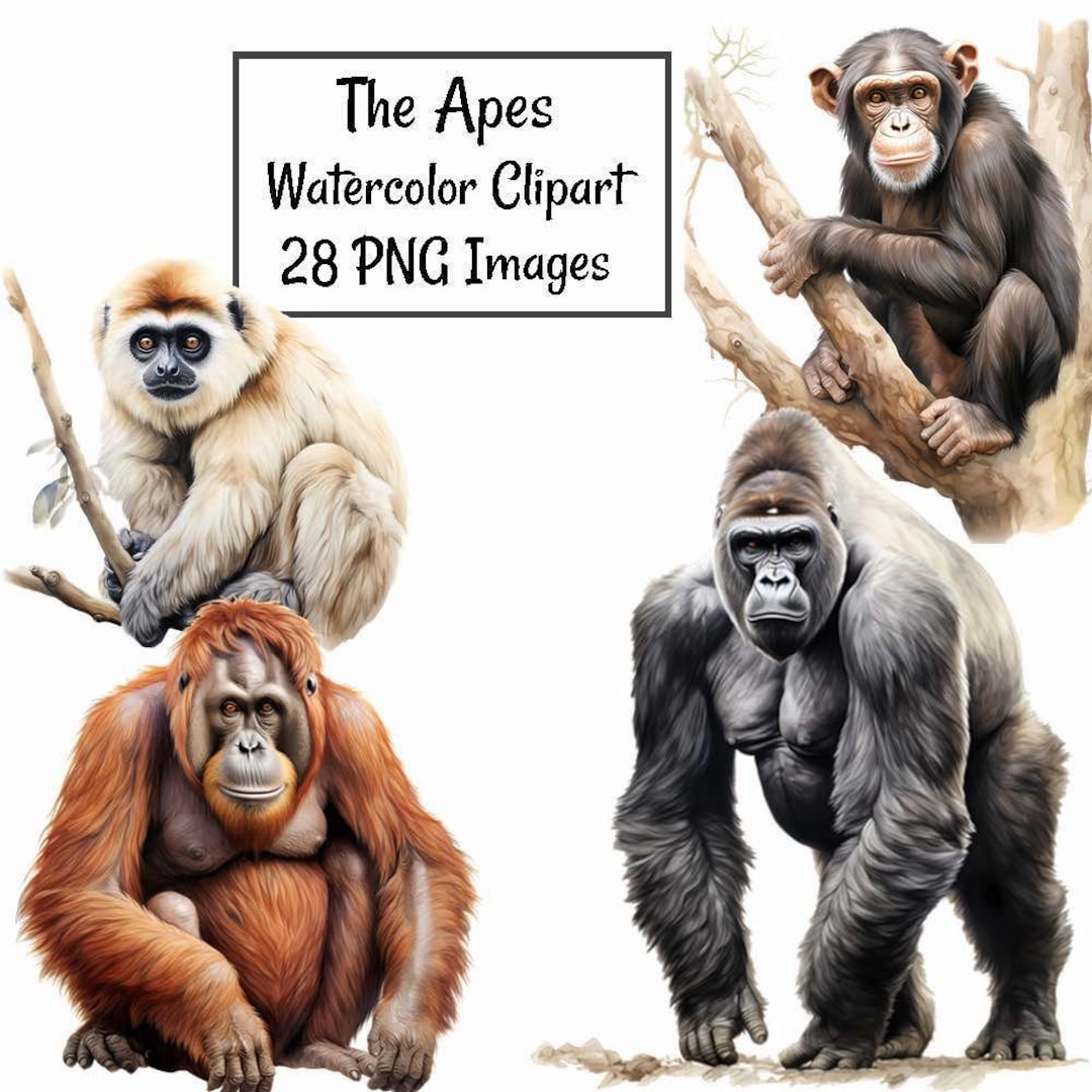 Apes Watercolor Clipart Digital Downloads, 28 Simian Primate Wildlife ...