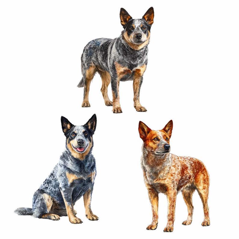 Australian Cattle Dog Clipart Dog Watercolor Blue Heeler Images Red ...
