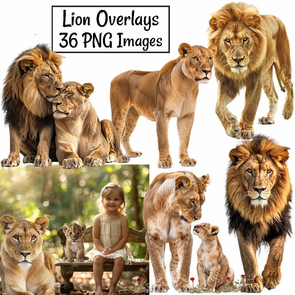 Lion Overlay Digital Downloads Photography PNG Real Wildlife Safari ...