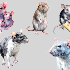Rat Watercolor Digital Downloads, 15 Rodent Mice Animal Overlay Clipart ...