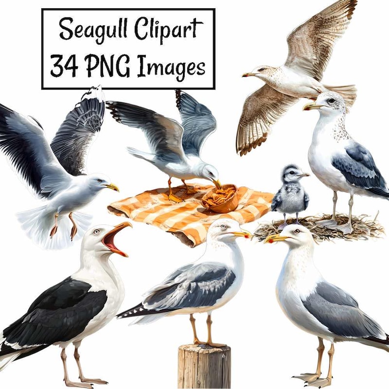 Seabird Art - Etsy