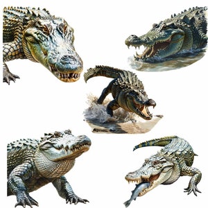 Crocodile Watercolor Clipart Digital Downloads, 34 Reptile Alligator ...