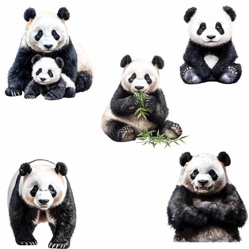 Giant Panda Clipart , 24 Panda Bear Watercolor Animal Digital Downloads ...