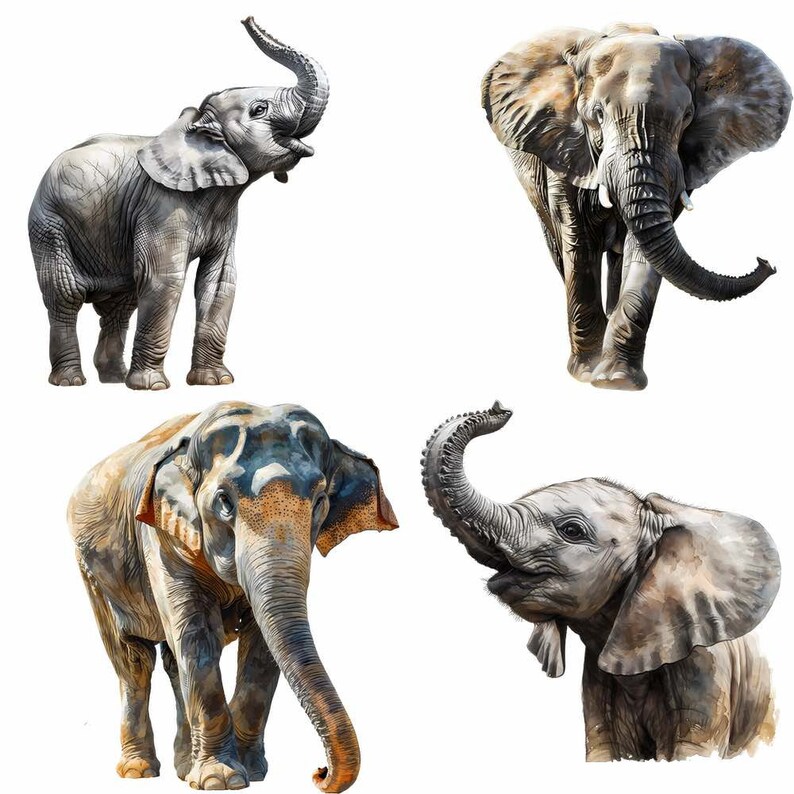 Elephant Watercolor Clipart Digital Downloads African Animal Safari ...