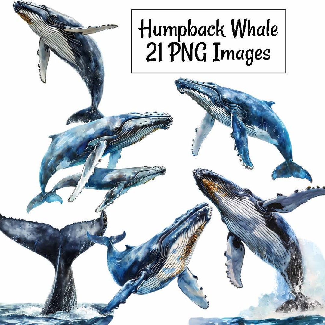 Humpback Whale Watercolor Clipart Digital Downloads Sublimation Overlay ...