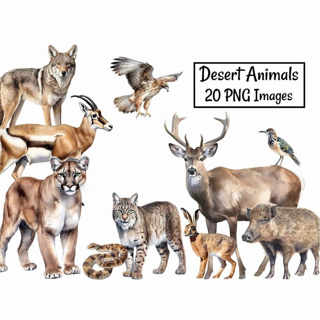 Animals Desert North America Sonoran Clipart,digital Instant Download ...