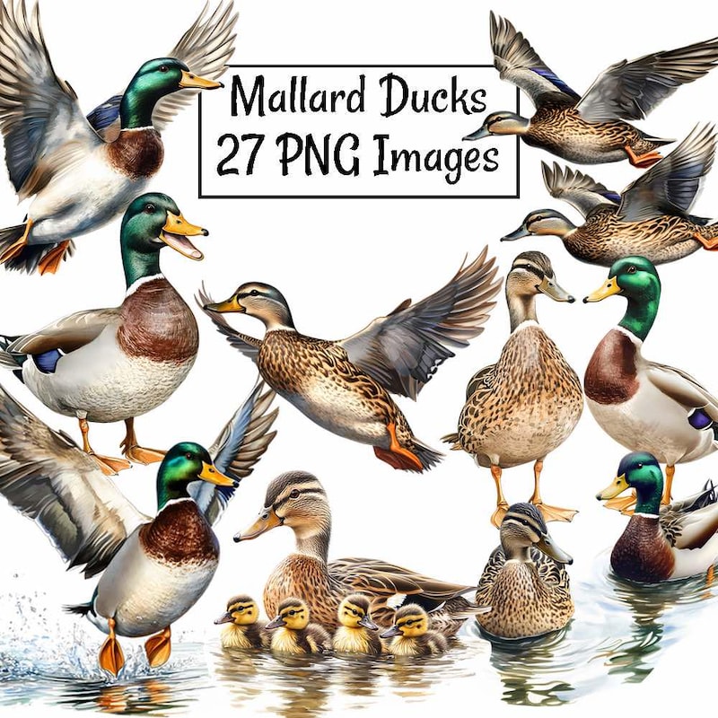 Duck Watercolor Clipart - Etsy