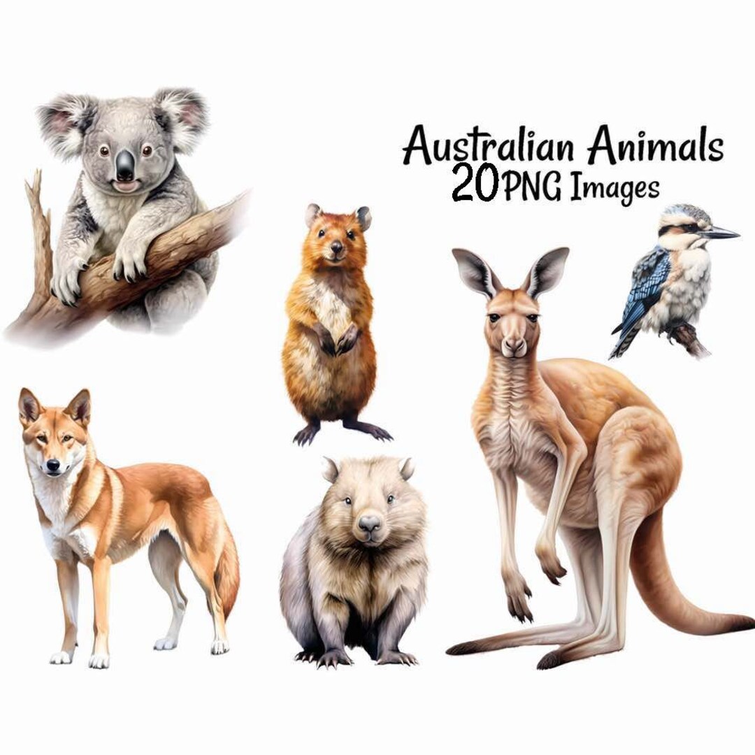 Australian Wildlife Watercolor Clipart Digital Downloads, 20 Outback ...