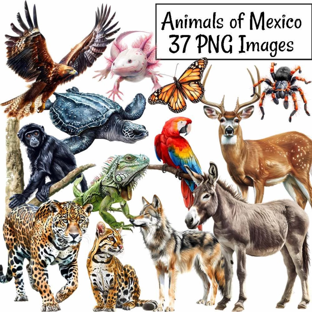 Mexican Animals Watercolor Clipart, 37 Mexico Digital Downloads ...