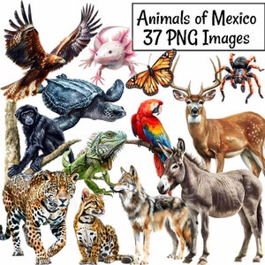 Mexican Animals Watercolor Clipart, 37 Mexico Digital Downloads ...