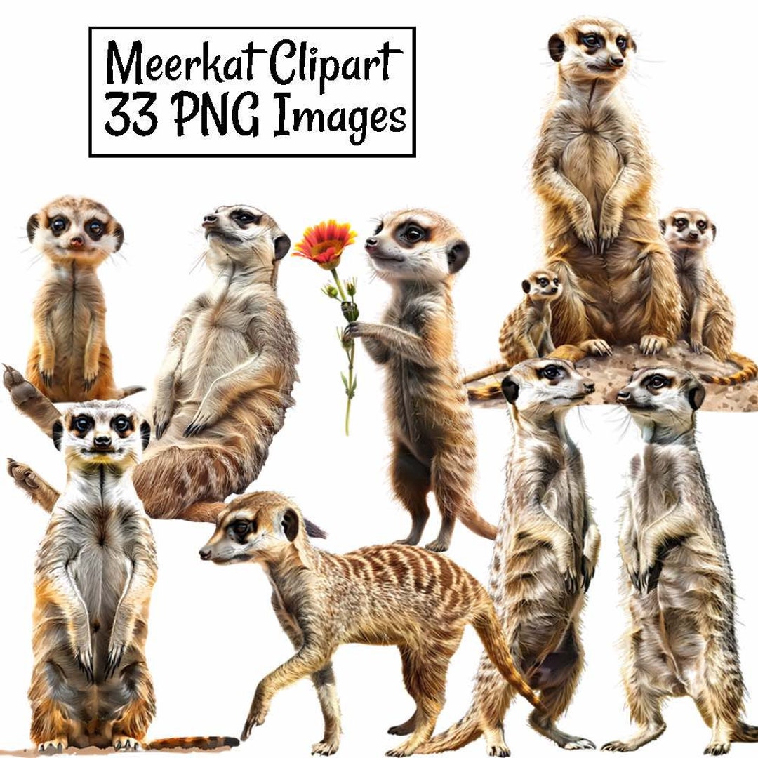 Meerkat Clipart Watercolor Wildlife Animal Printable Digital Downloads ...