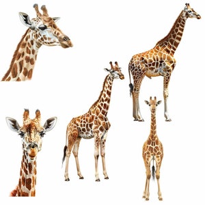 Giraffe Clipart,27 Watercolor African Animal Wildlife Safari Digital ...