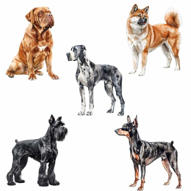 Working Dogs Watercolor Clipart Digital Downloads Dog Breed Animal AKC ...