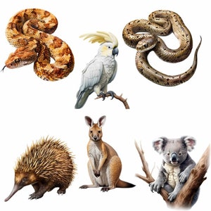 Australian Wildlife Watercolor Clipart Digital Downloads, 46 Outback ...