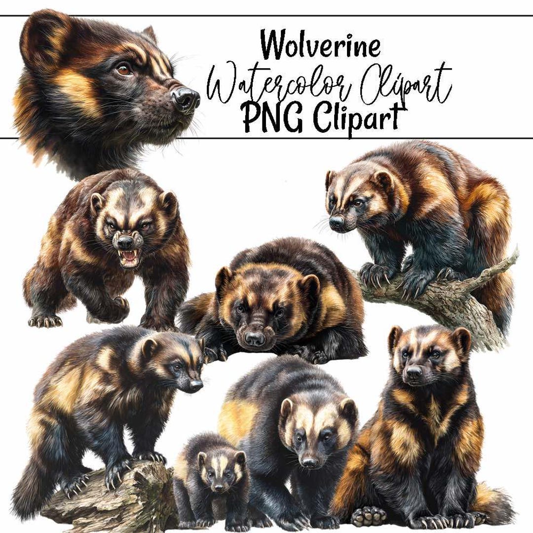 Wolverine Clipart Watercolor Forest Animal Art Woodland Creature ...