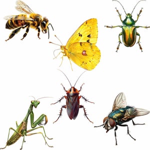 Insect Bug Watercolor Clipart Digital Downloads, 34 Bugs Beetle Moth ...