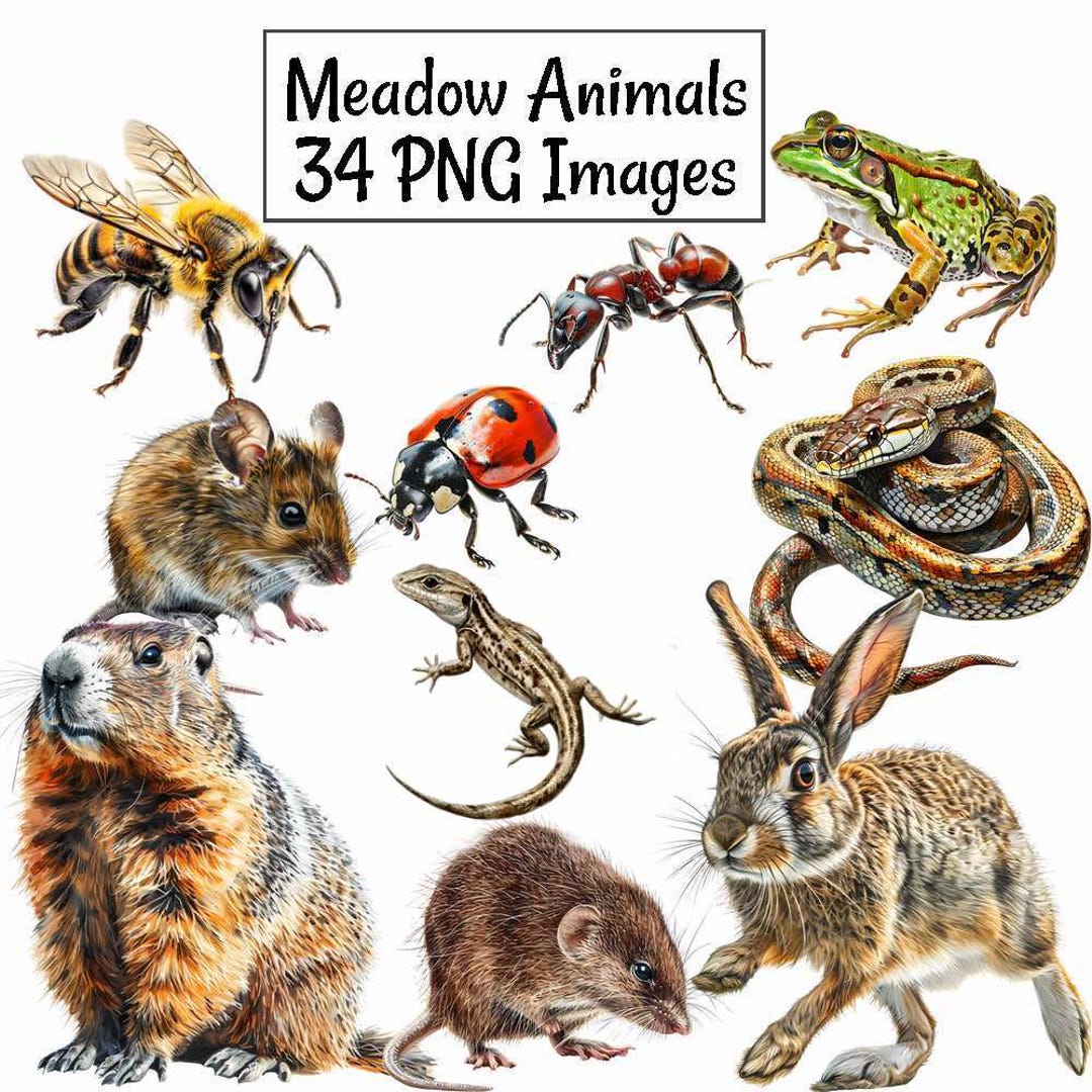 Meadow Animals Clipart Digital Downloads Field Woods Wildlife Woodland ...