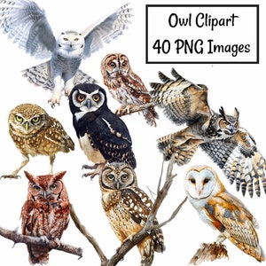 Owl Clipart Bundle, 40 Watercolor Realistic Bird Woodland Wildlife ...