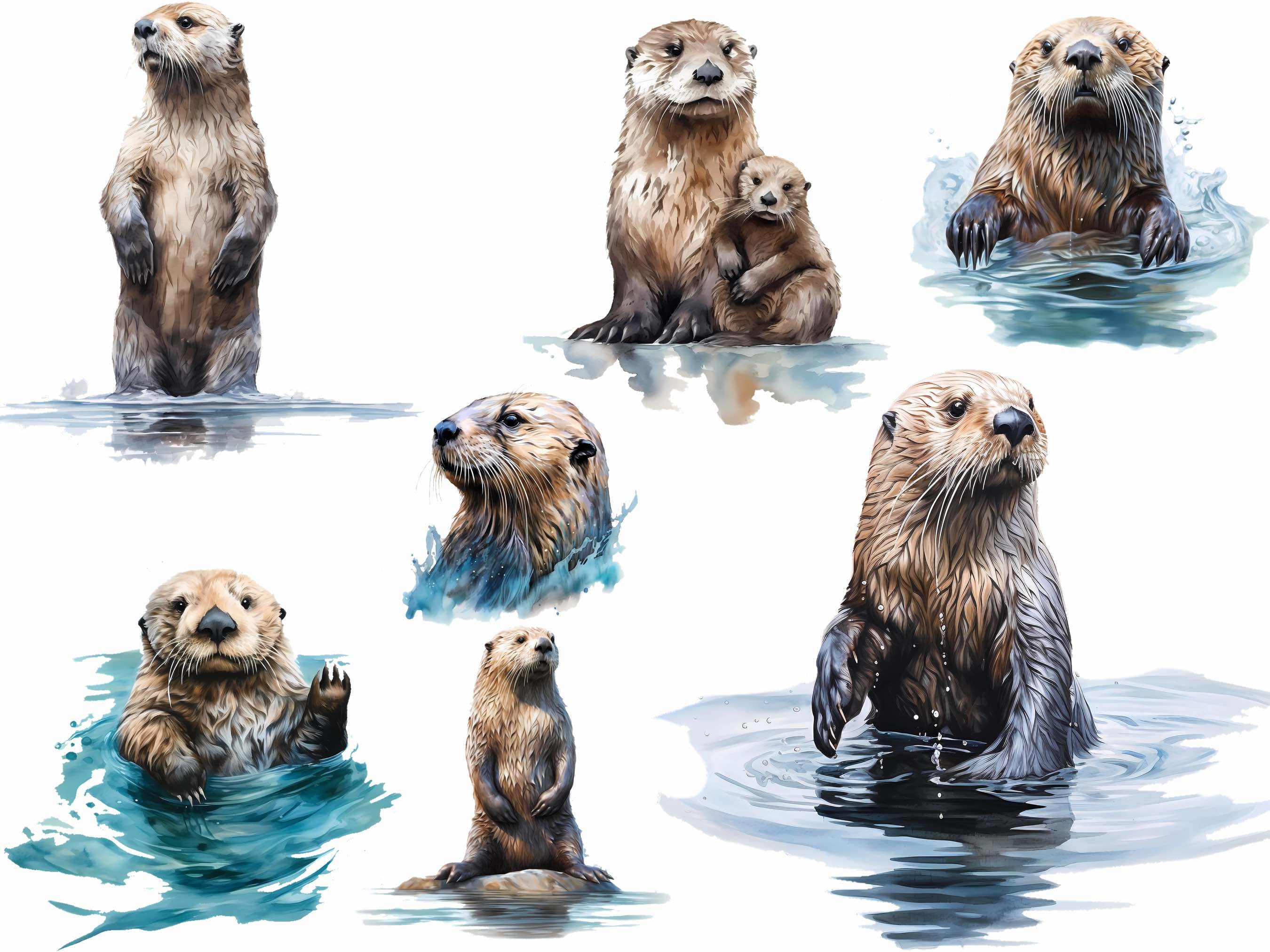 Sea Otter Wildlife Watercolor Clipart Transparent Background - Etsy