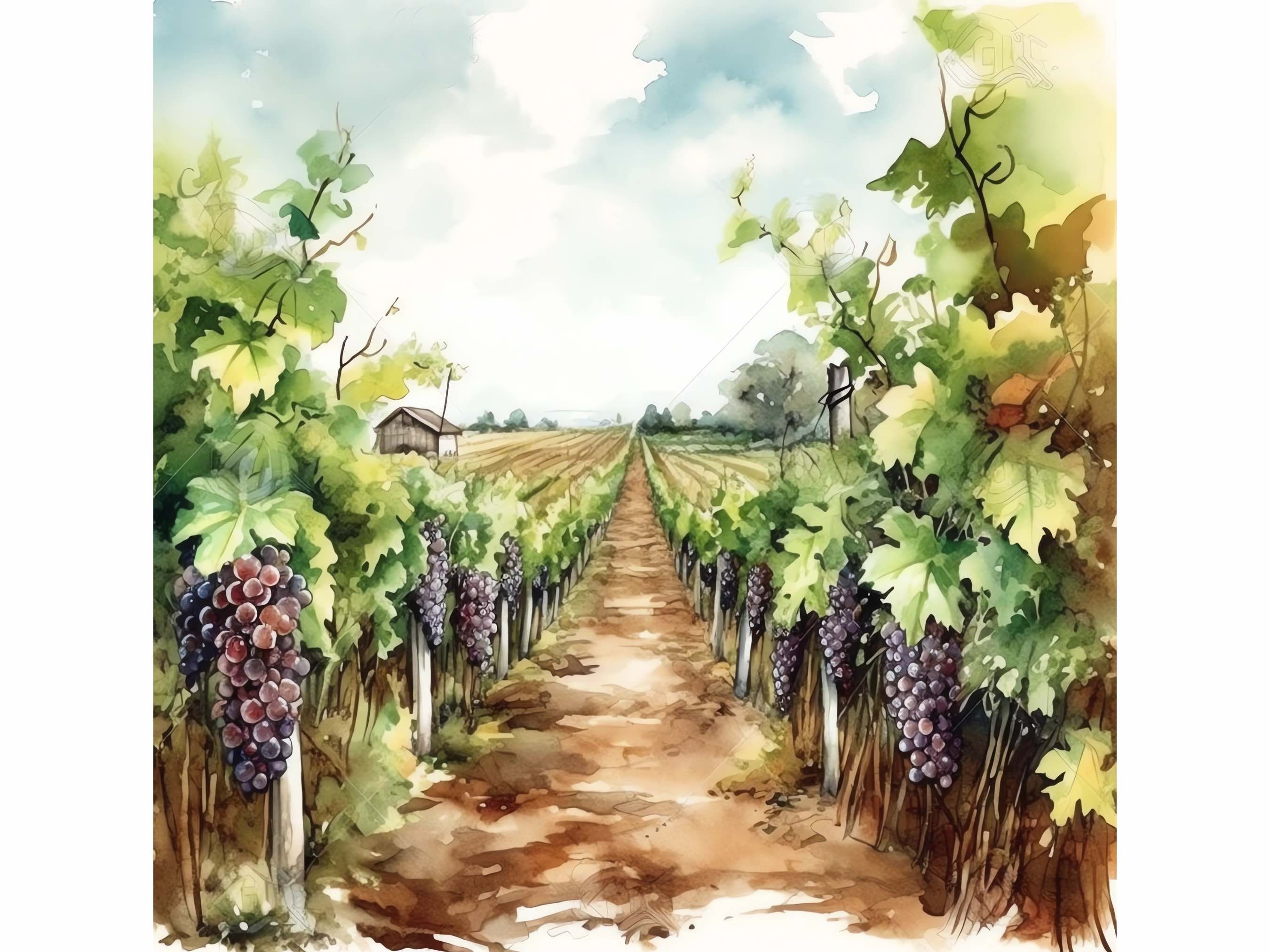 Wine Drinks Alcohol Clipart Digital Downloads, Watercolor Overlay ,24 ...