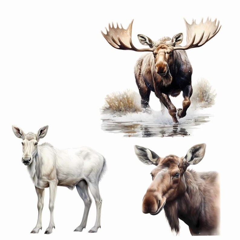 Moose Clipart, Watercolor Digital Downloads Clipart, 10 Wildlife ...