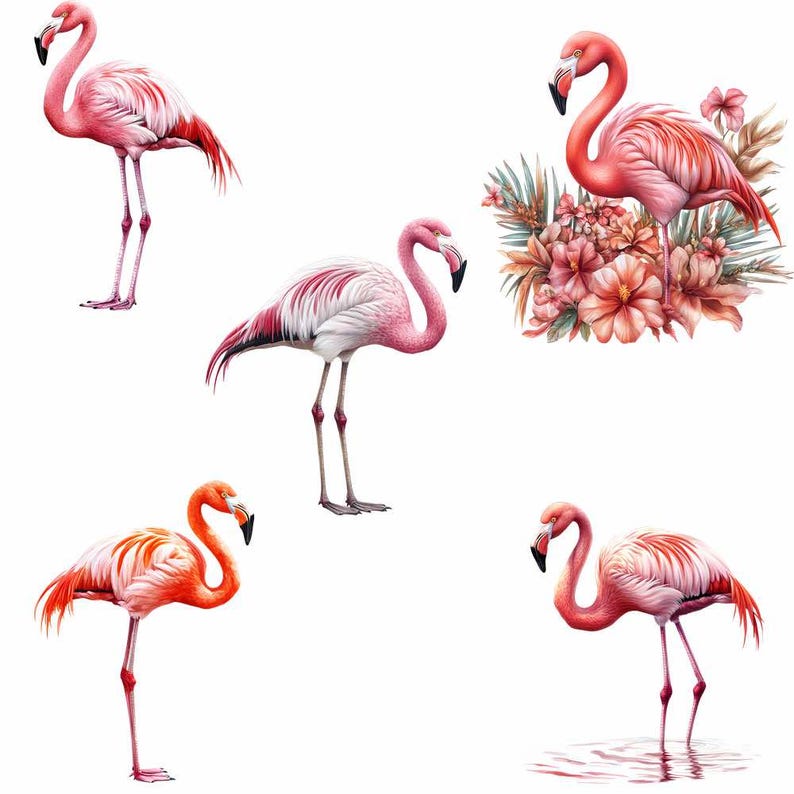 Flamingo Watercolor Clipart Tropical Bird Digital Download Wildlife ...