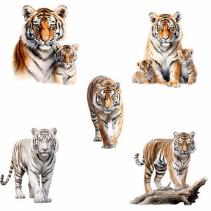 Tiger Clipart, Watercolor Digital Downloads, 33 Big Cat Safari Jungle ...