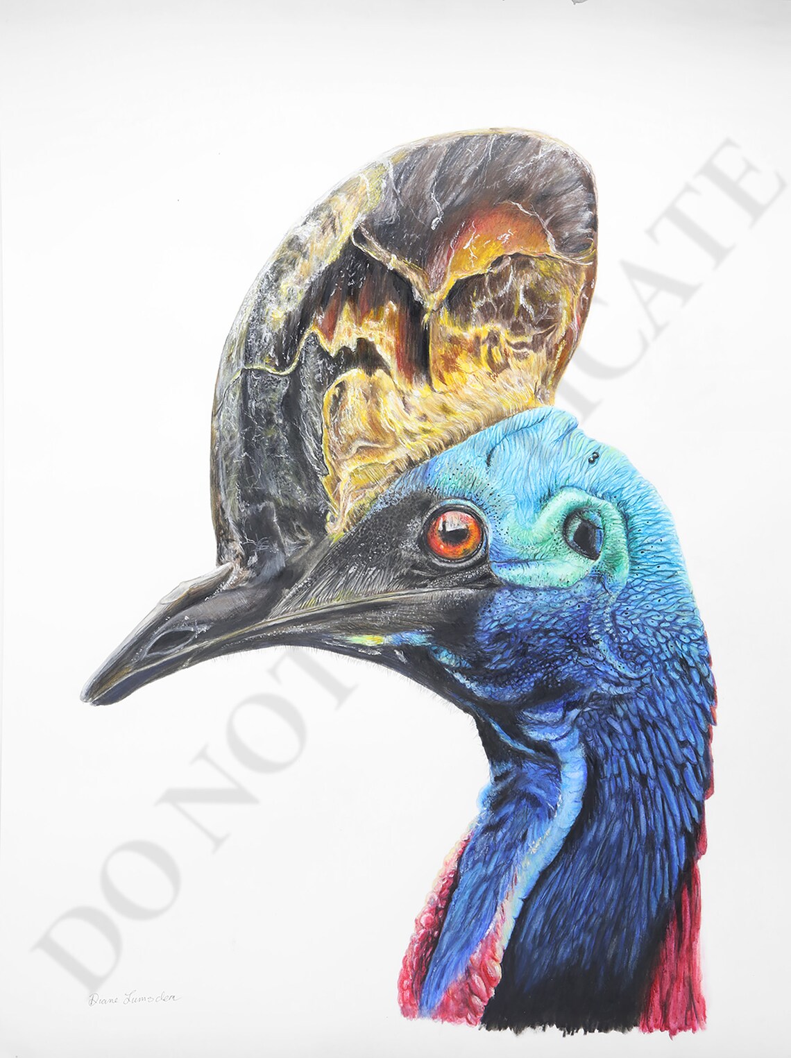Cassowary - A Study in Watercolour Pencil - Etsy
