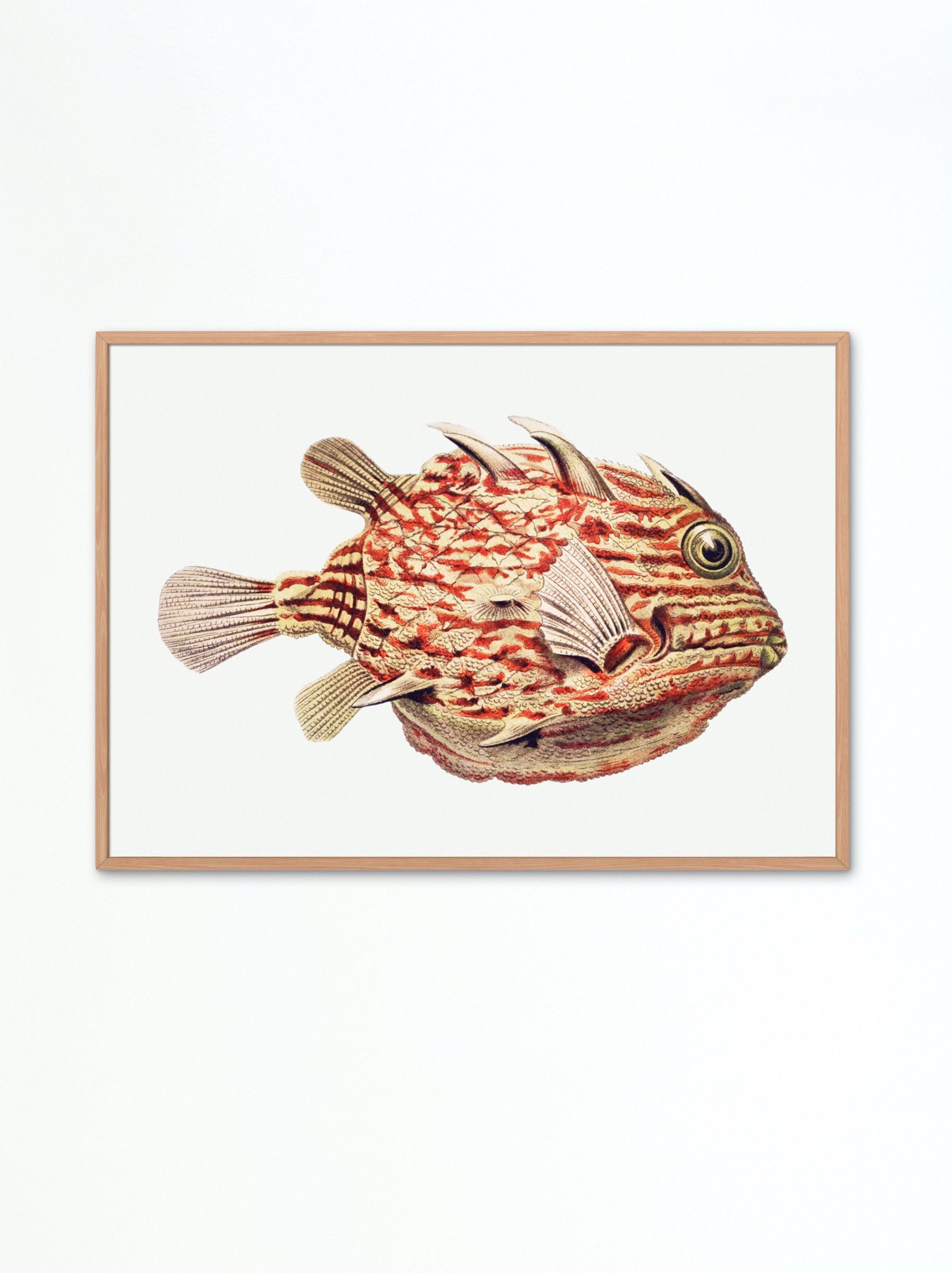 Digital Download, Fish Art Printable, Marine Animal, Wall Art, Vintage ...