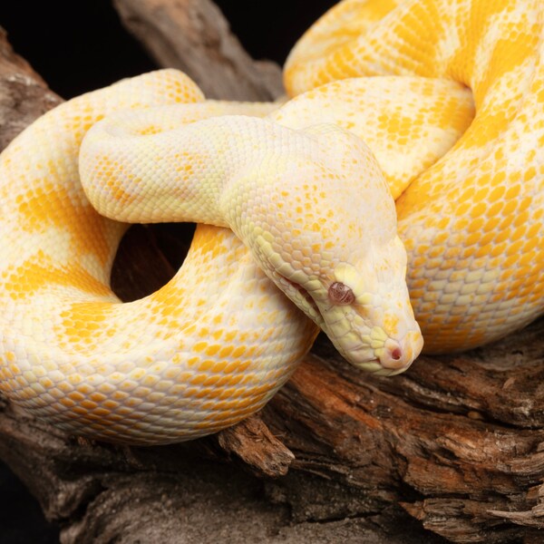 Carpet Python - Etsy