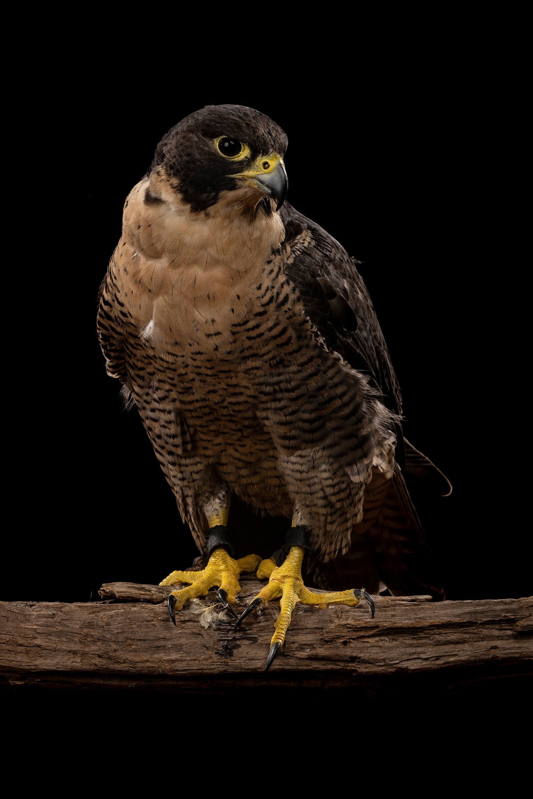 Peregrine Falcon - Etsy