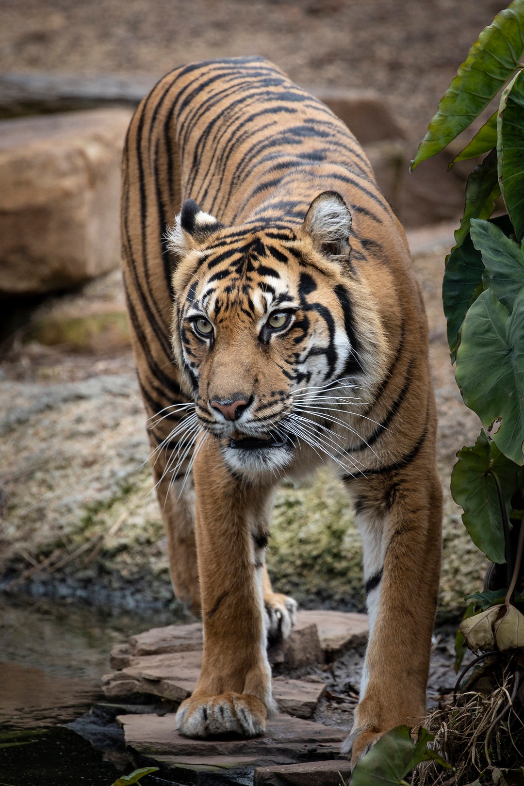 Indrah Sumatran Tiger - Etsy