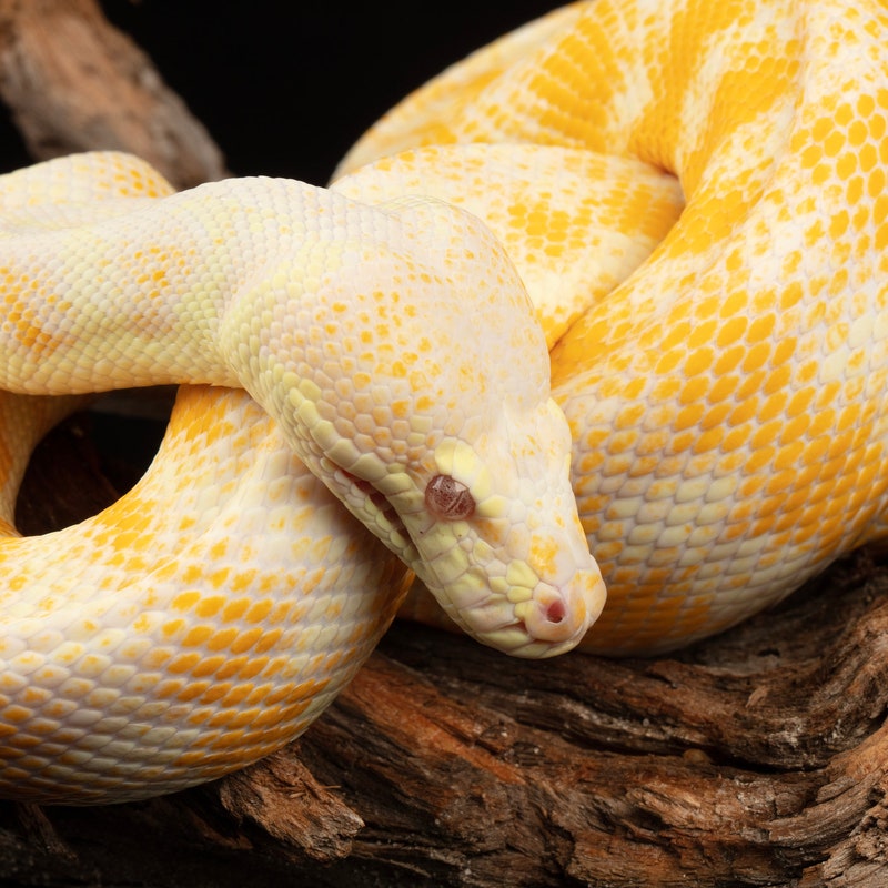 Albino Snake - Etsy