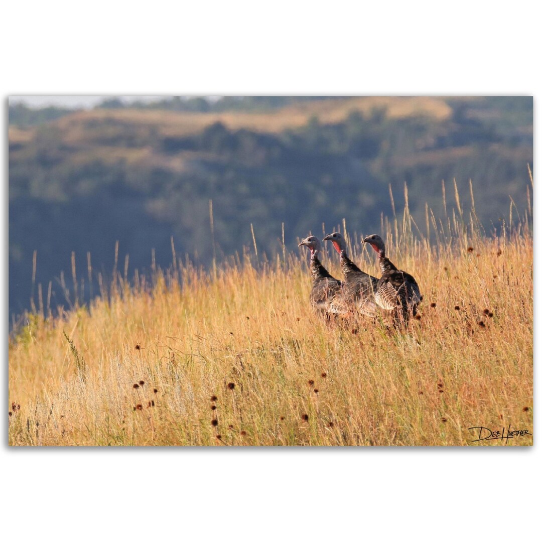 Turkeys at Sunset - Etsy