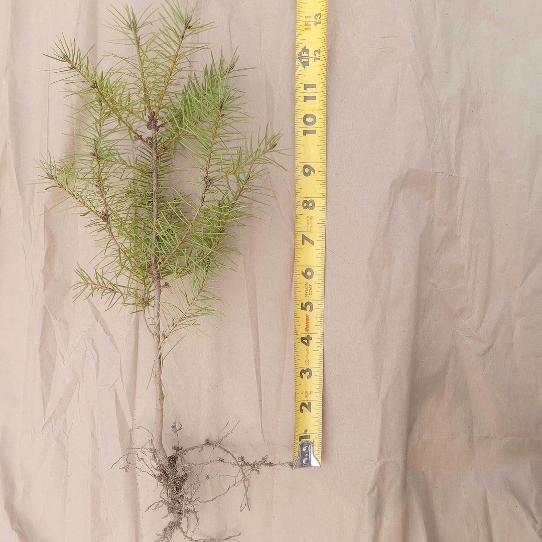 Douglas Fir Seedlings. 10 to 20 Inch Live Bare Root Tree. - Etsy