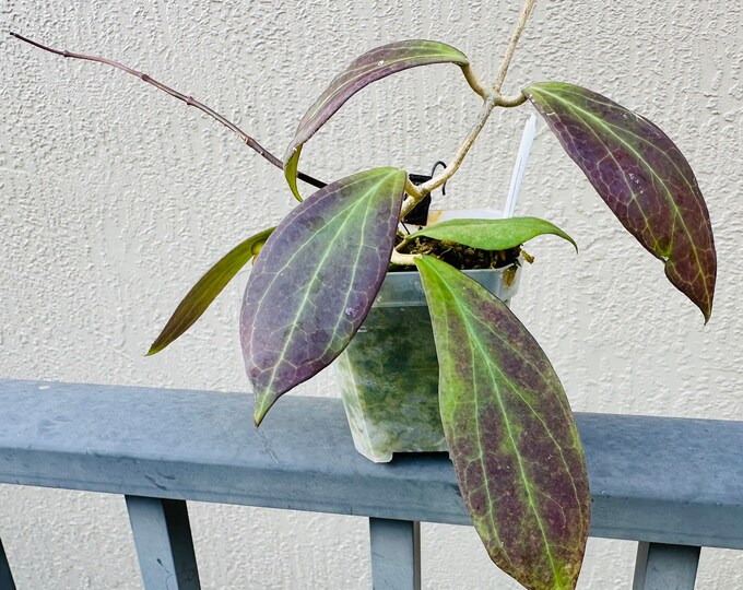 Rare Hoya/ Hoya Kicki - Etsy