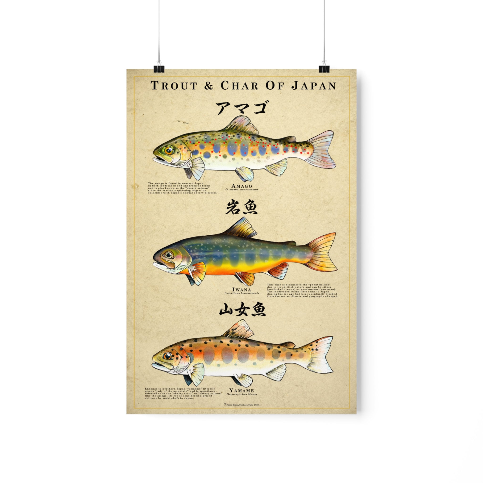 Tenkara Poster: Trout & Char of Japan - Etsy