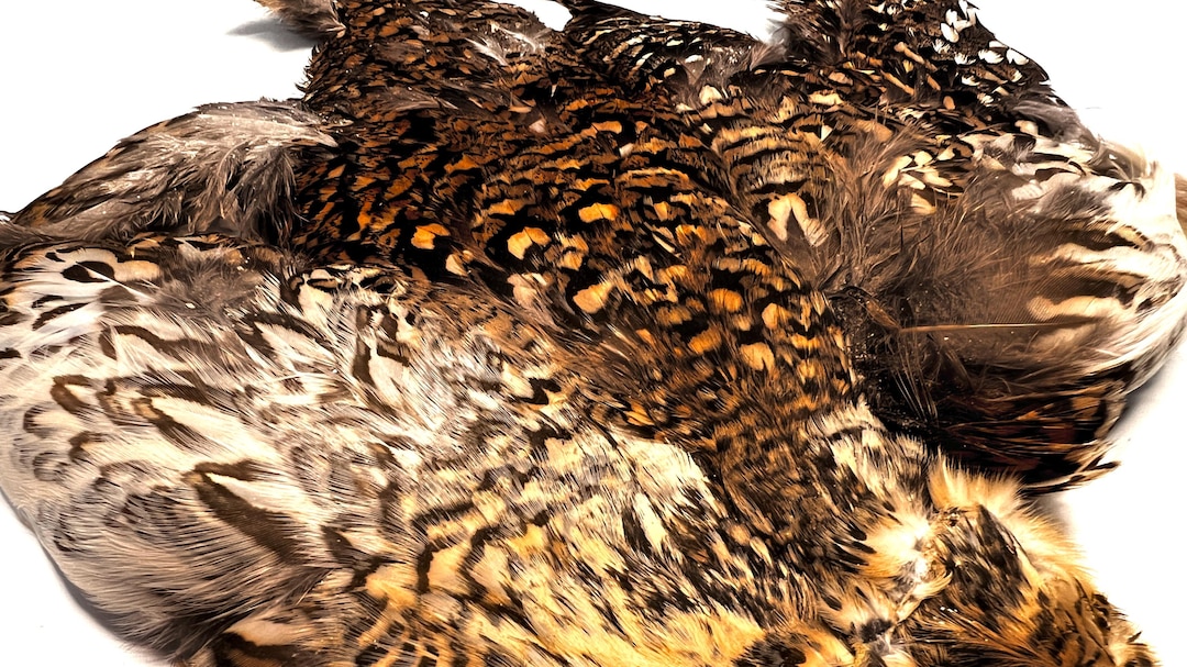 Wild Sharptail Grouse Skins (premium Sharptail Grouse Hackle) - Etsy
