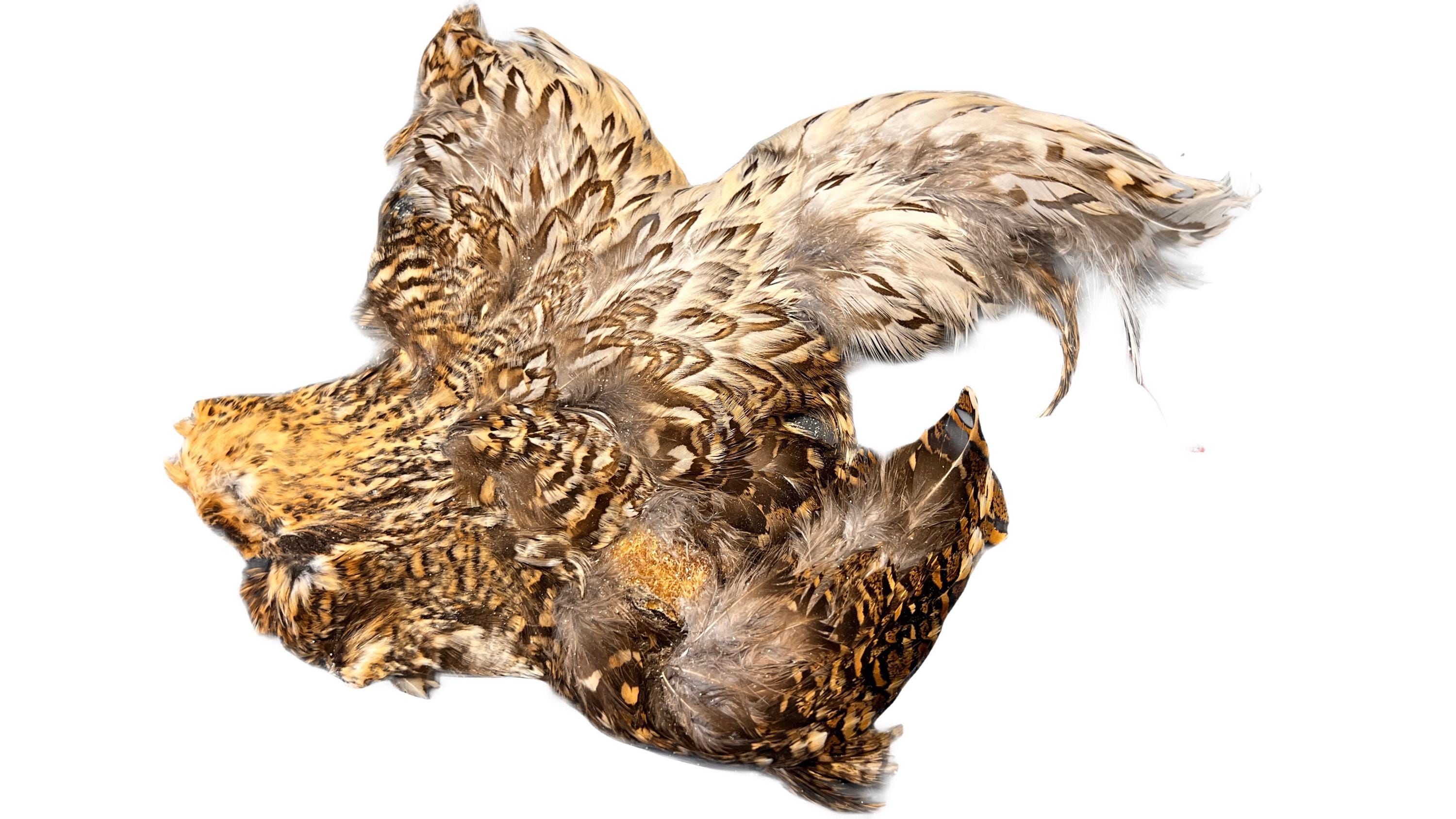 Wild Sharptail Grouse Skins (premium Sharptail Grouse Hackle) - Etsy