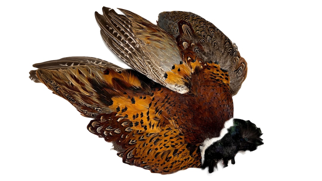 Wild Ringneck Pheasant Skin male - Etsy